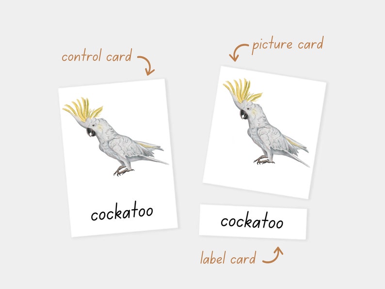 Australian Animal Montessori Nomenclature 3 Part Classification Cards ...