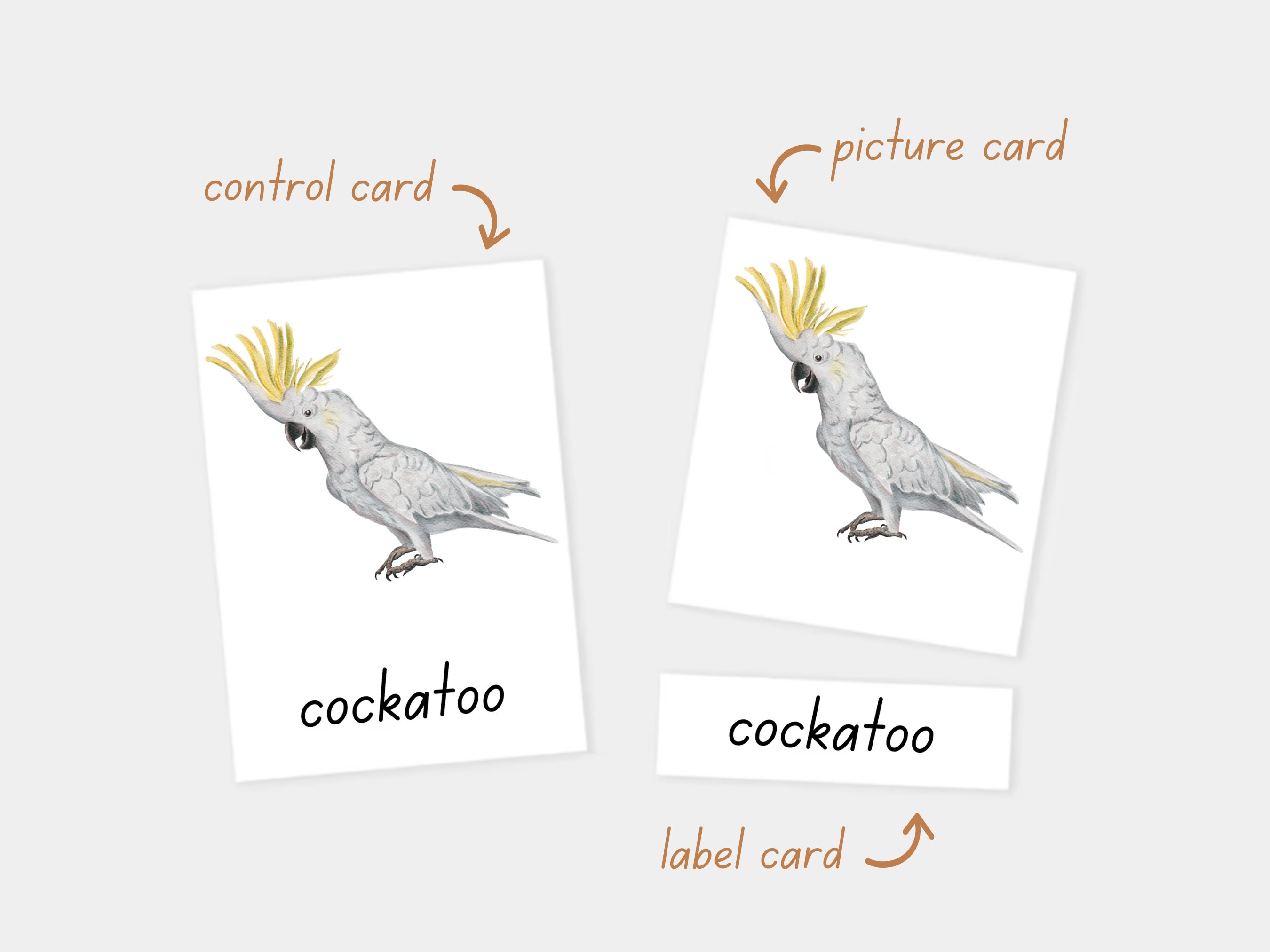 Australian Animal Montessori Nomenclature 3 Part Classification Cards ...