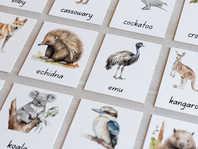 Australian Animal Montessori Nomenclature 3 Part Classification Cards ...