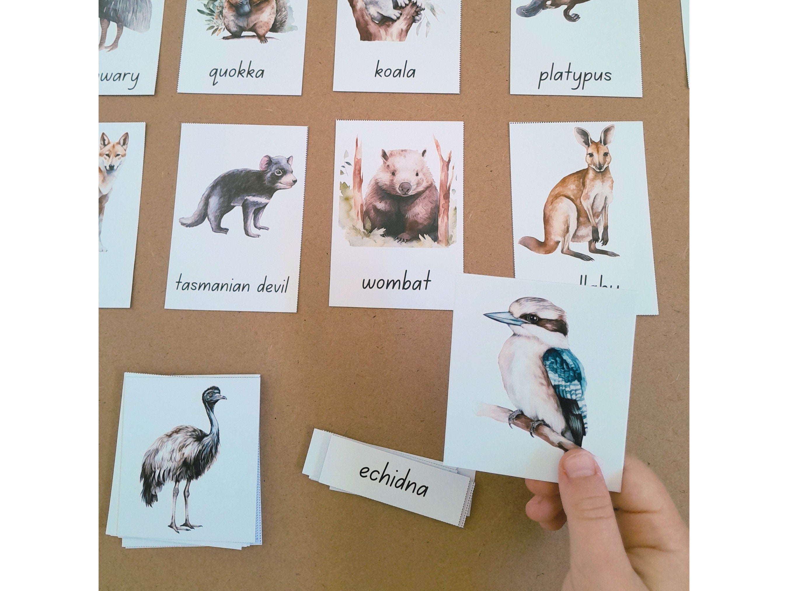 Australian Animal Montessori Nomenclature 3 Part Classification Cards ...