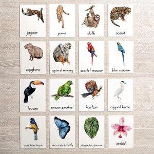 Amazon Rainforest Montessori Nomenclature 3 Part Classification Flash ...