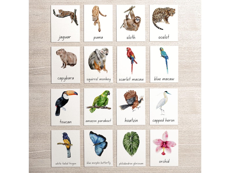 Amazon Rainforest Montessori Nomenclature 3 Part Classification Flash ...