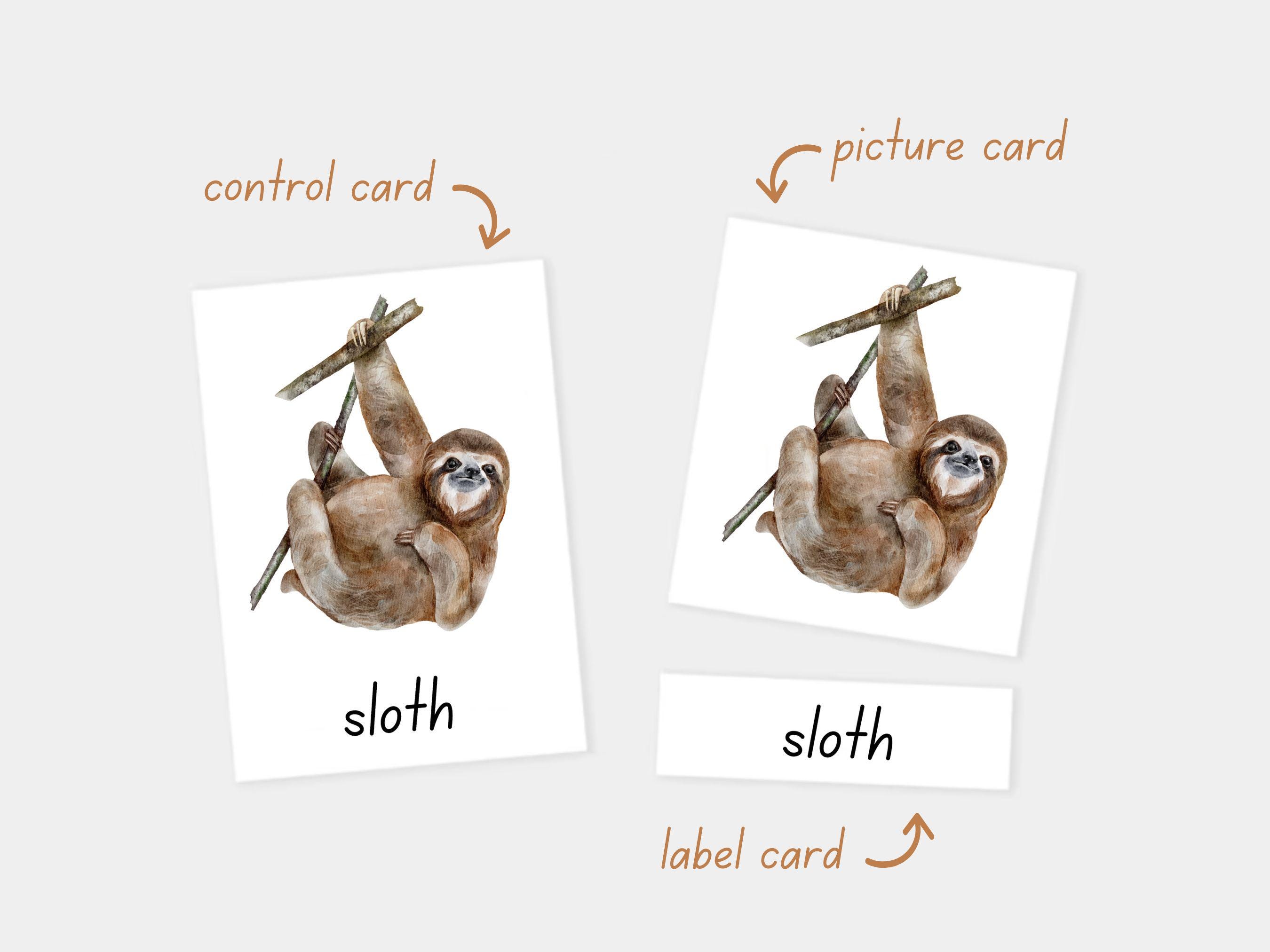 Amazon Rainforest Montessori Nomenclature 3 Part Classification Flash ...