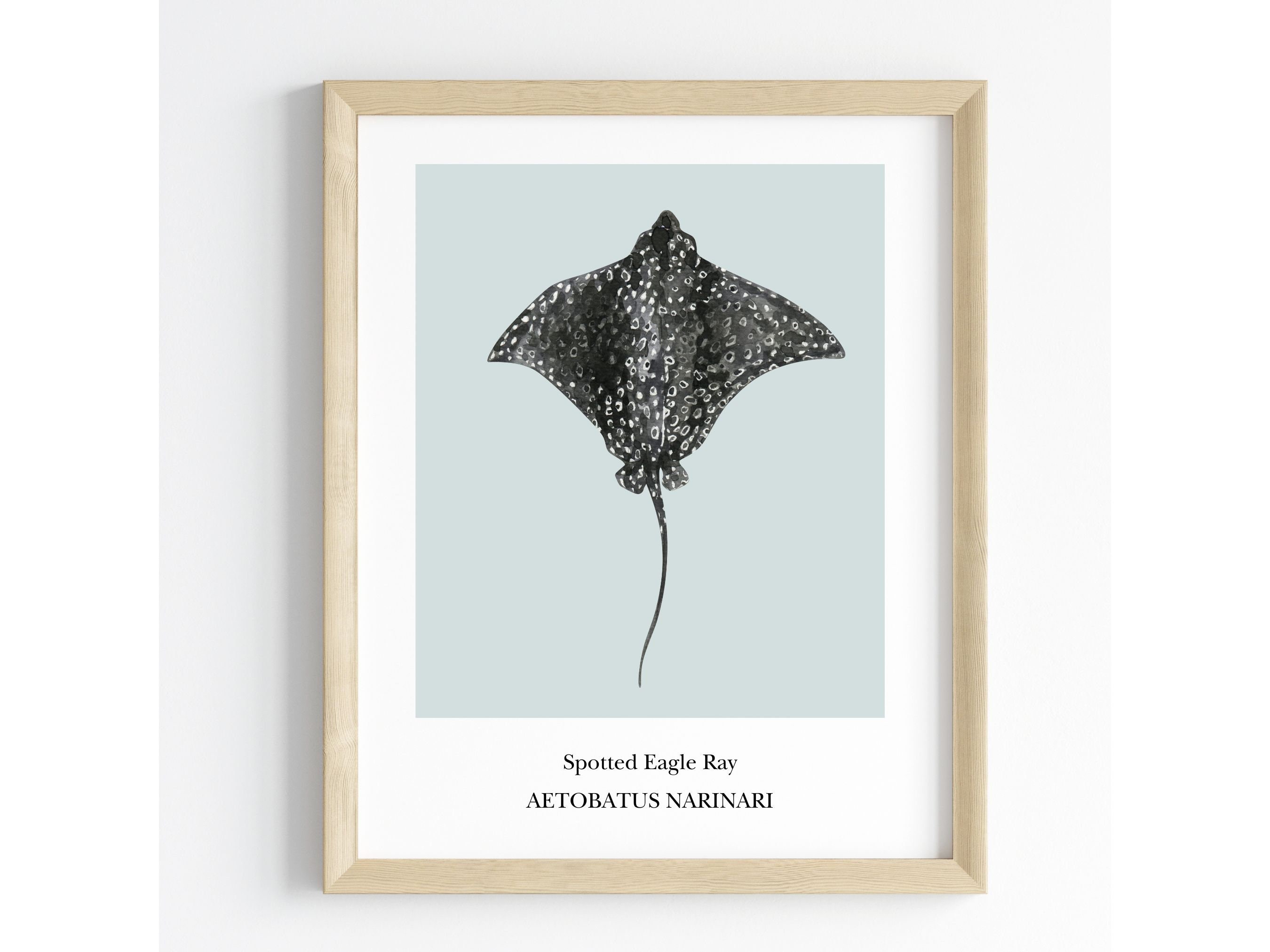 Spotted Eagle Ray Homeschool Marine Biology Educational Poster Ocean ...