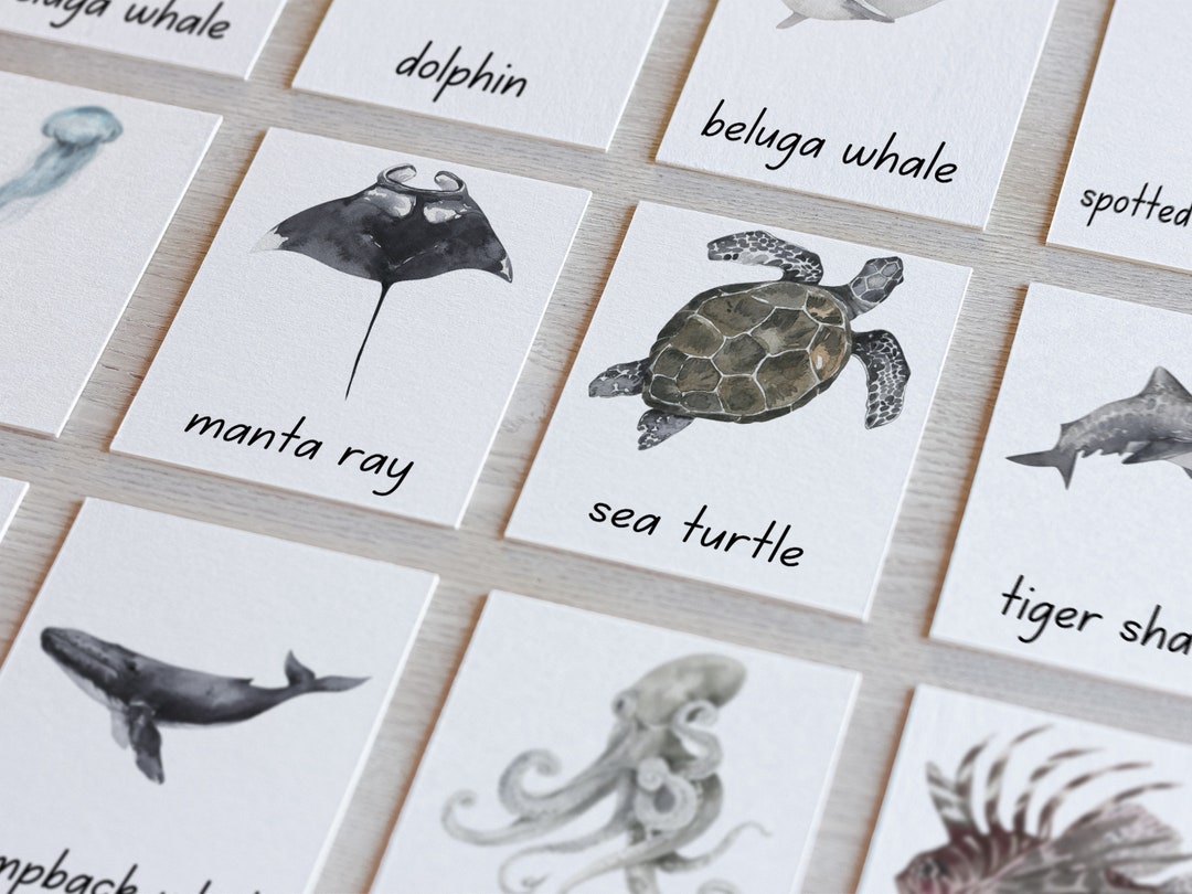 Ocean Animal Montessori Nomenclature 3 Part Classification Cards ...