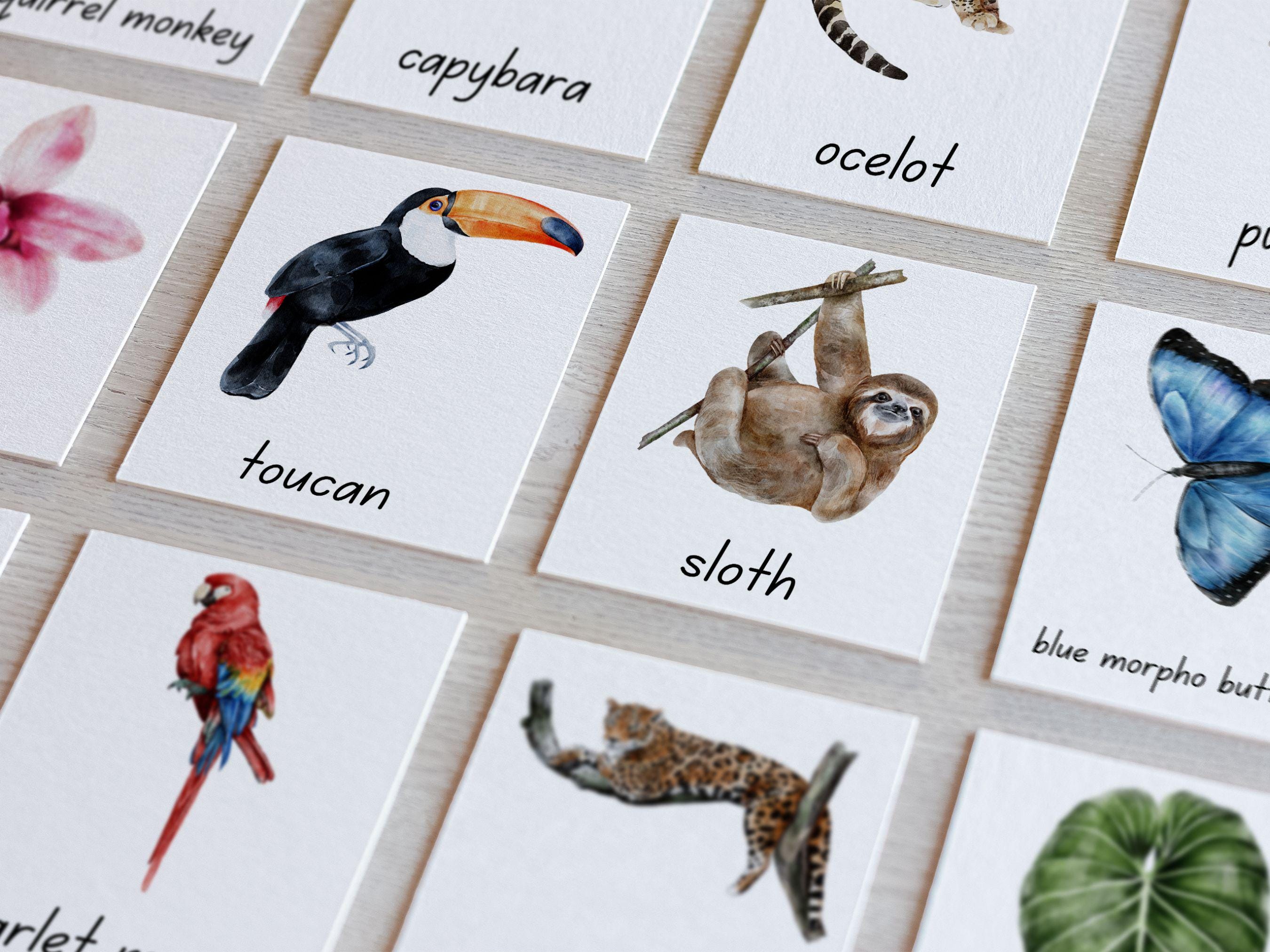 Amazon Rainforest Montessori Nomenclature 3 Part Classification Flash ...