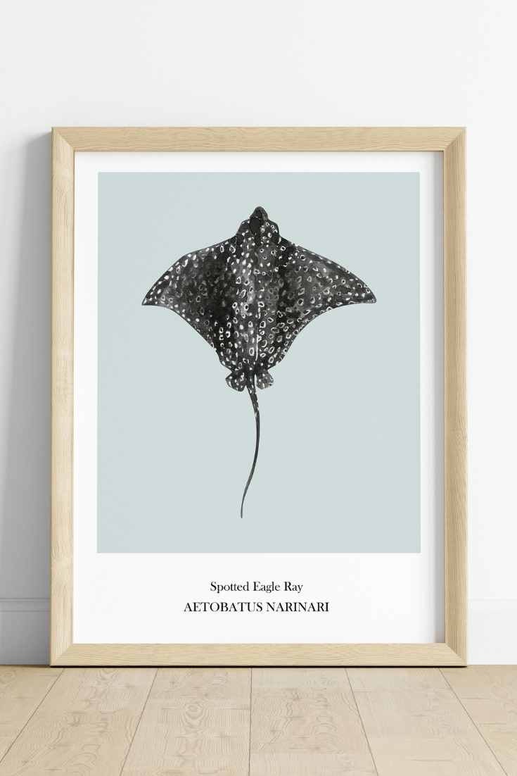 Spotted Eagle Ray Homeschool Marine Biology Educational Poster Ocean ...
