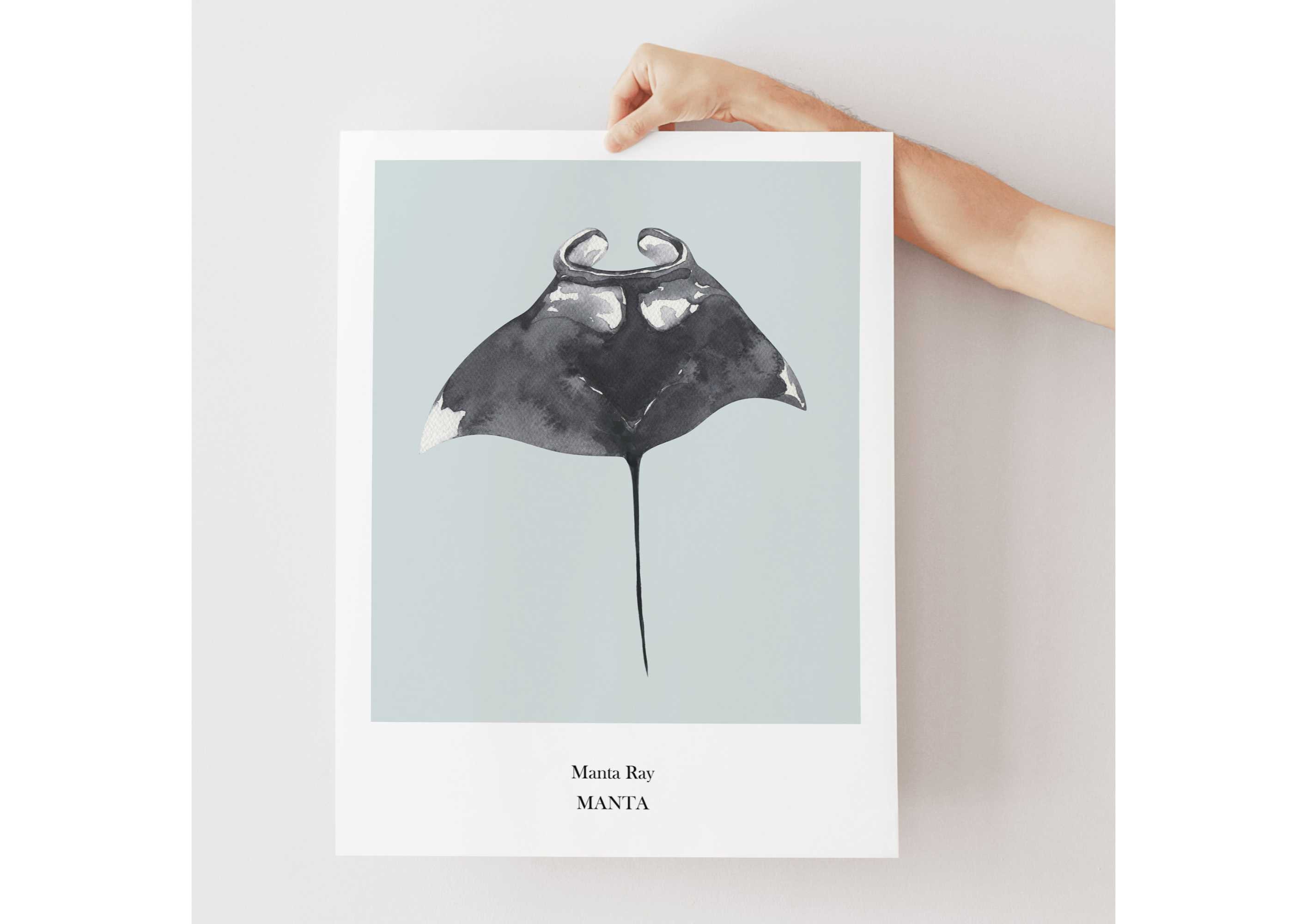 Manta Ray Educational Poster Gift for Teachers Classroom Decor - Etsy