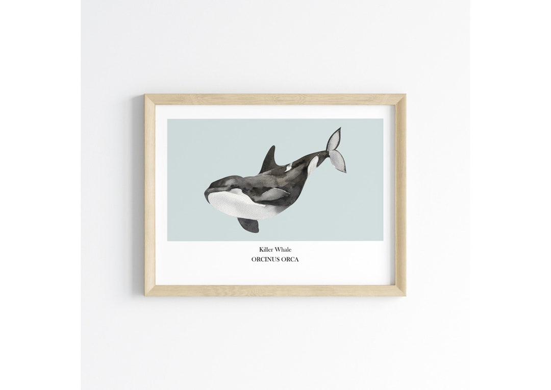 Killer Whale Print Nursery Wall Art Orca Marine Life Biology Poster ...