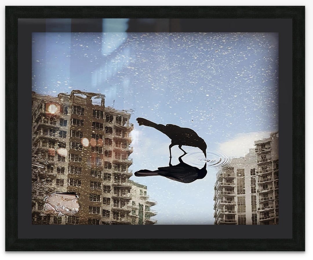 Tangent Universe – Bird Reflection Surreal Photography – Urban Puddle ...