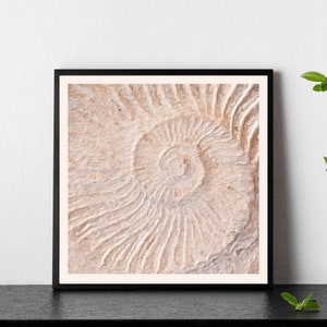 Ammonite Wall Art Fossil Print Marine Fossil Painting Beach House Decor ...