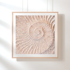 Ammonite Wall Art Fossil Print Marine Fossil Painting Beach House Decor ...