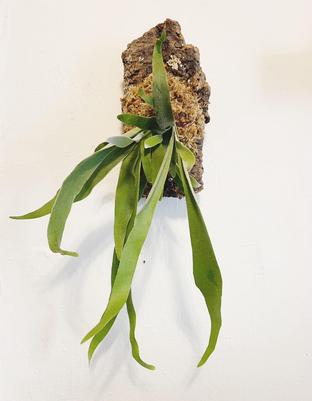 Staghorn Fern Plant Mounted on Cork With Free Shipping - Etsy