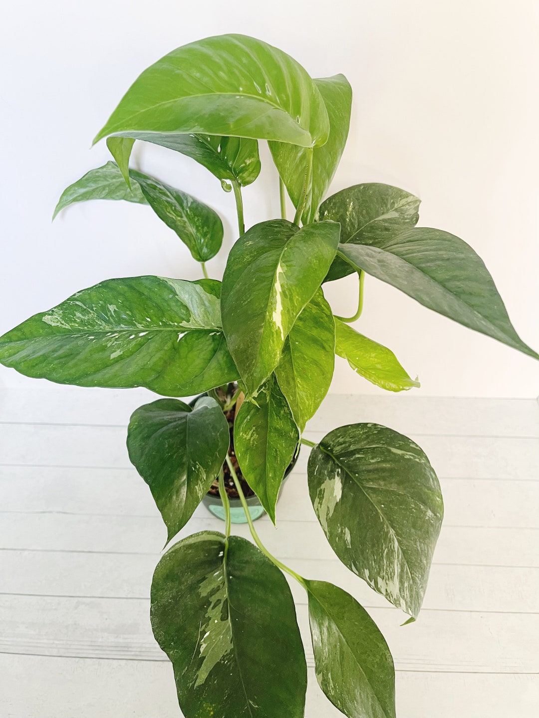 Albo Pothos Epipremnum Pinnatum Albo Variegata 4.5 Pot Rare Plant - Etsy