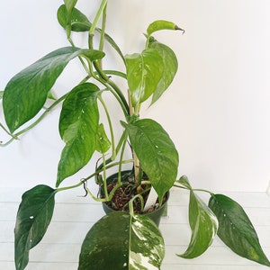 Albo Pothos Epipremnum Pinnatum Albo Variegata 4.5 Pot Rare Plant - Etsy