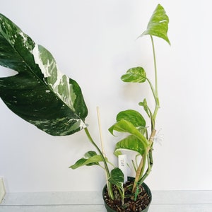 Albo Pothos Epipremnum Pinnatum Albo Variegata 4.5 Pot Rare Plant - Etsy