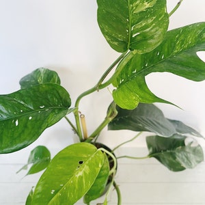 Albo Pothos Epipremnum Pinnatum Albo Variegata 4.5 Pot Rare Plant - Etsy