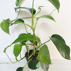 Albo Pothos Epipremnum Pinnatum Albo Variegata 4.5 Pot Rare Plant - Etsy