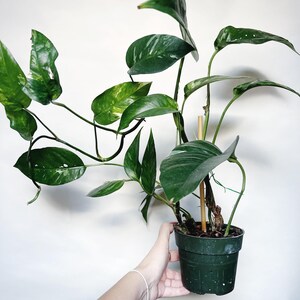 Albo Pothos Epipremnum Pinnatum Albo Variegated 4.5 Pot Rare Plant - Etsy