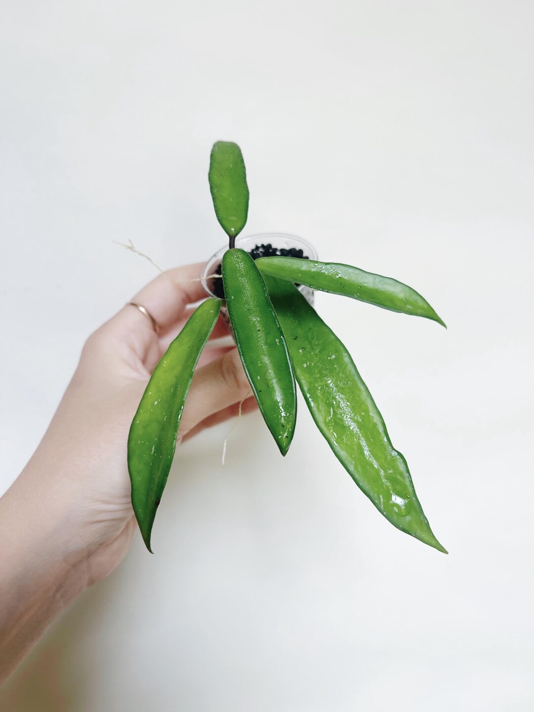Hoya Shepherdii Starter Plant - Etsy