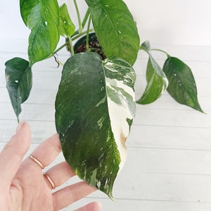 Albo Pothos Epipremnum Pinnatum Albo Variegata 4.5 Pot Rare Plant - Etsy