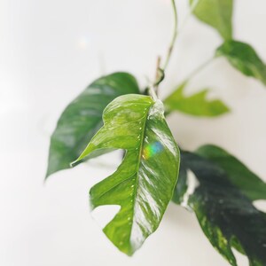 Albo Pothos Epipremnum Pinnatum Albo Variegata 4.5 Pot Rare Plant - Etsy