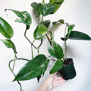 Albo Pothos Epipremnum Pinnatum Albo Variegated 4.5 Pot Rare Plant - Etsy