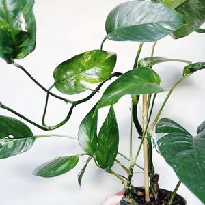 Albo Pothos Epipremnum Pinnatum Albo Variegated 4.5 Pot Rare Plant - Etsy