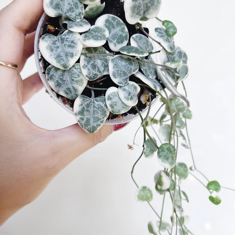 Silver Glory String of Hearts - Etsy