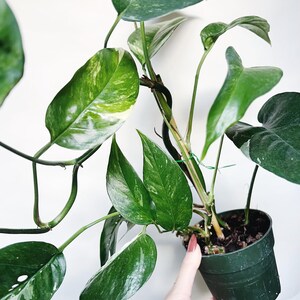 Albo Pothos Epipremnum Pinnatum Albo Variegated 4.5 Pot Rare Plant - Etsy