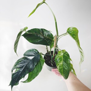 Albo Pothos Epipremnum Pinnatum Albo Variegata 4.5 Pot Rare Plant - Etsy