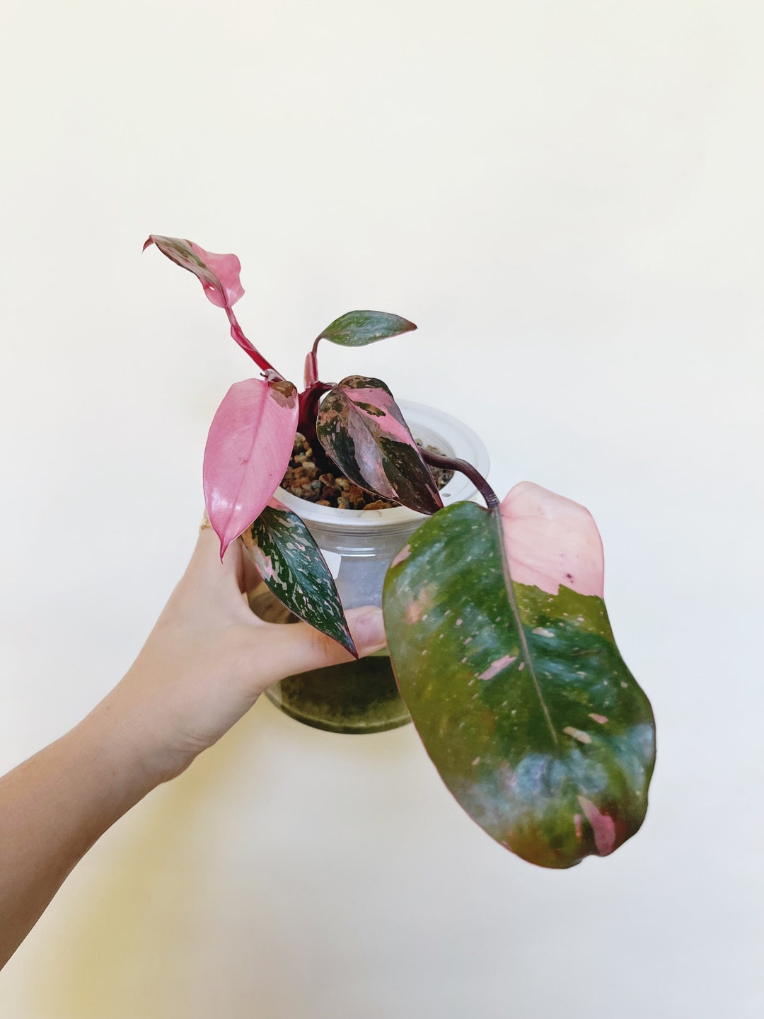 Philodendron Pink Princess Starter Plant - Etsy