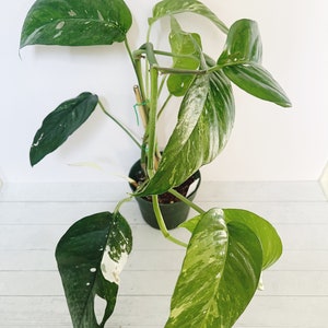 Albo Pothos Epipremnum Pinnatum Albo Variegata 4.5 Pot Rare Plant - Etsy