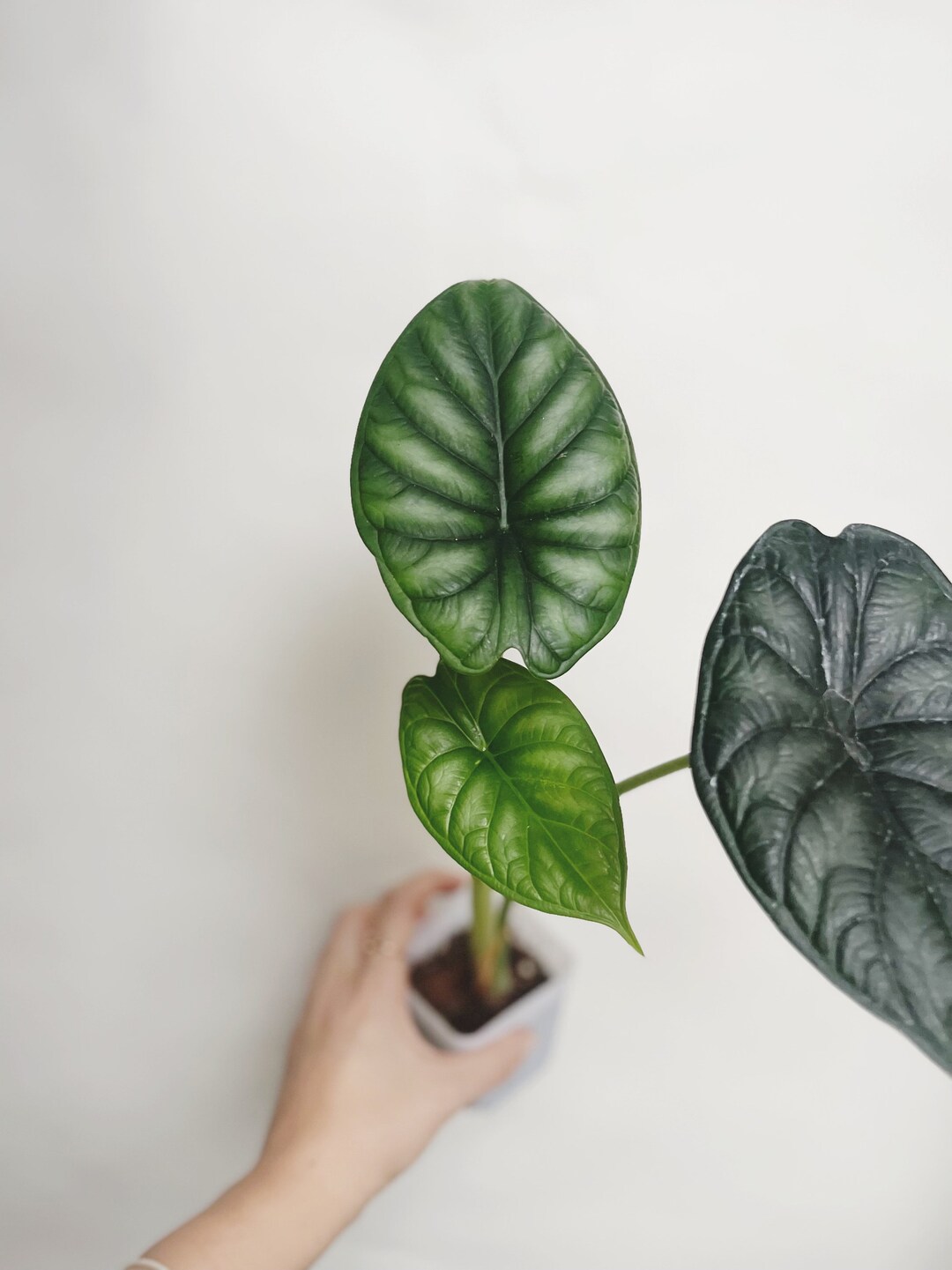 Alocasia Baginda Dragon Scale Small Pot - Etsy