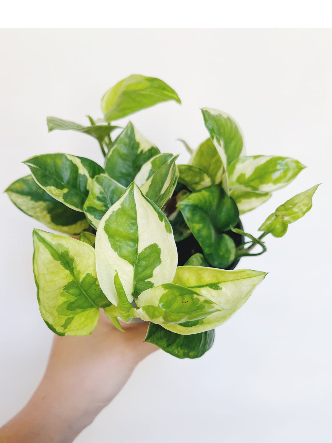 Lizard Queen Pothos Epipremnum 4" Pot Variegated Plant - Etsy