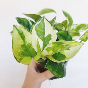 Lizard Queen Pothos Epipremnum 4" Pot Variegated Plant - Etsy