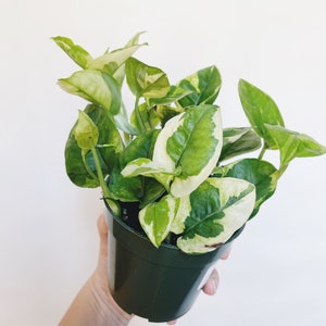 Lizard Queen Pothos Epipremnum 4" Pot Variegated Plant - Etsy