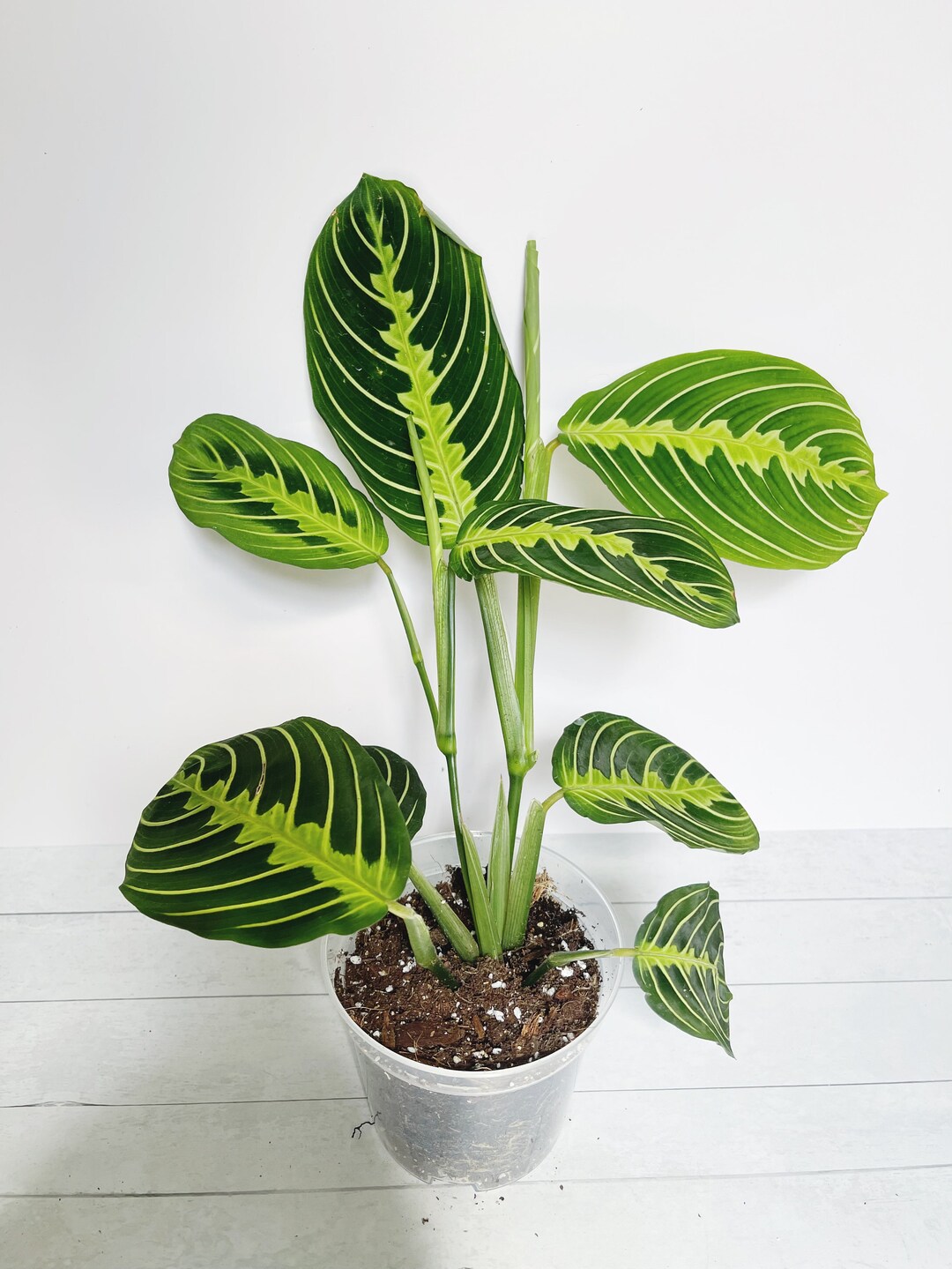 Lemon Lime Maranta Rare Plant 4 Pot - Etsy