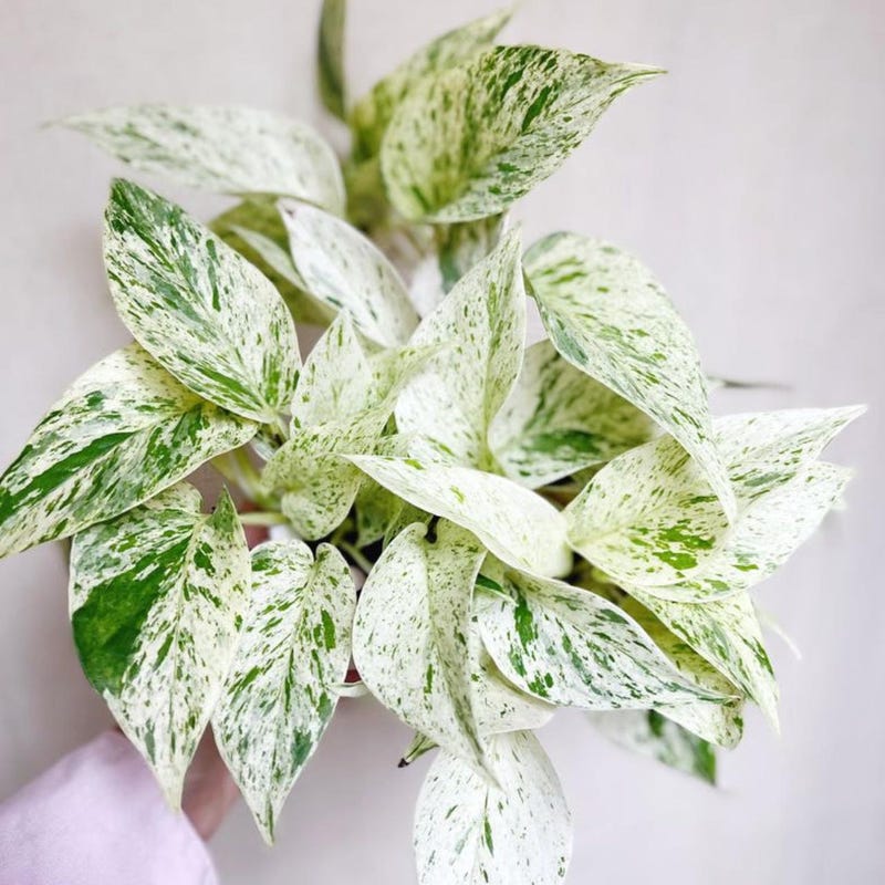 The Snow Queen - Etsy