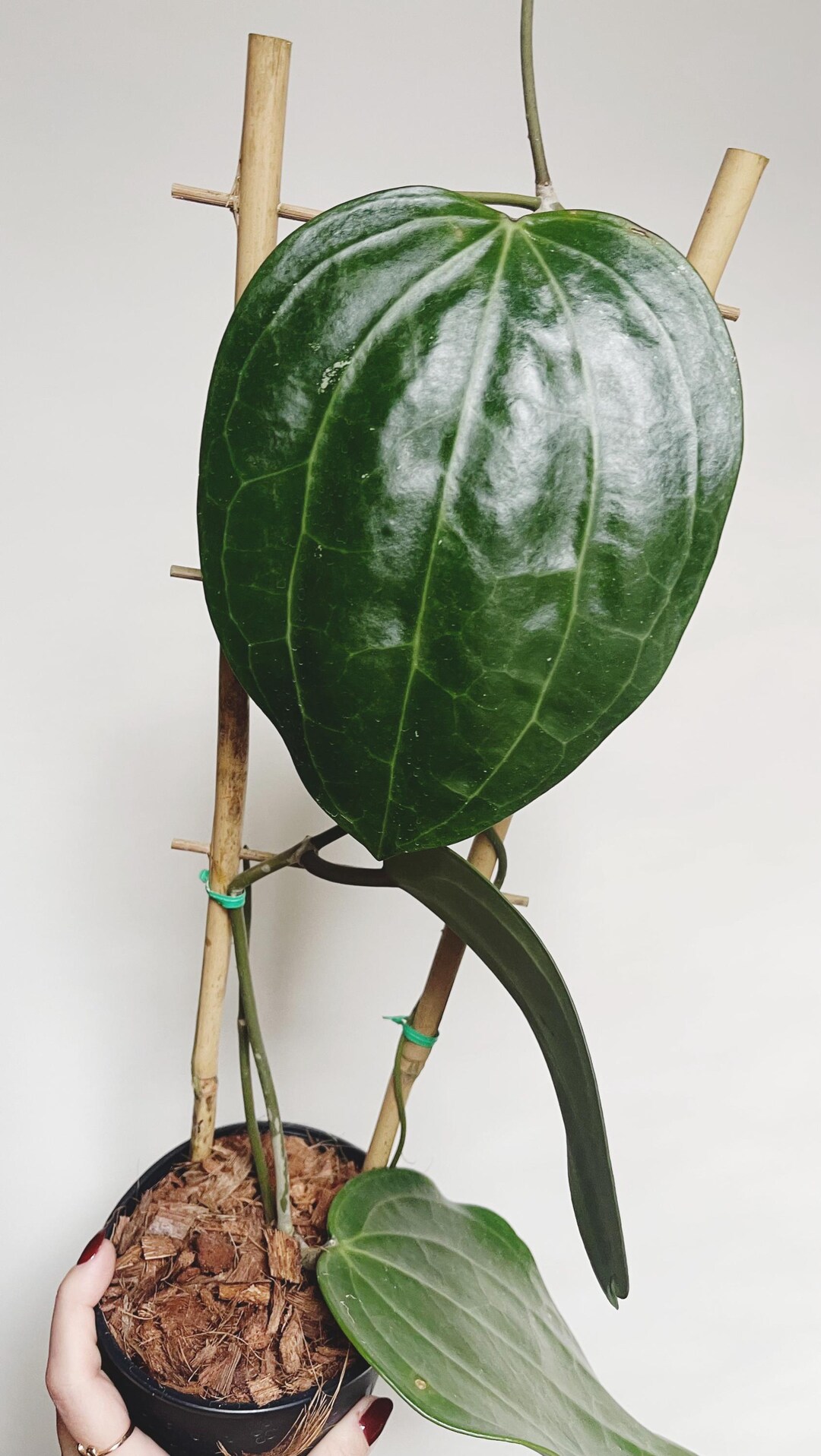 Hoya Latifolia Sarawak Dinner Plate 4” Pot With Trellis - Rare Plant US ...