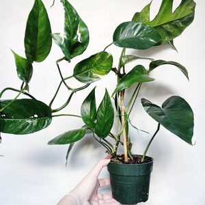 Albo Pothos Epipremnum Pinnatum Albo Variegated 4.5 Pot Rare Plant - Etsy