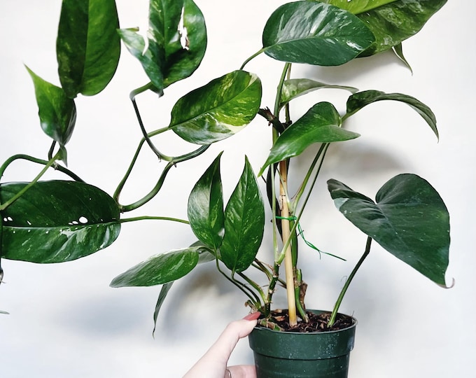 Albo Pothos Epipremnum Pinnatum Albo Variegated 4.5” Pot Rare Plant - Etsy
