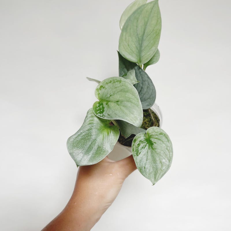 Scindapsus - Etsy