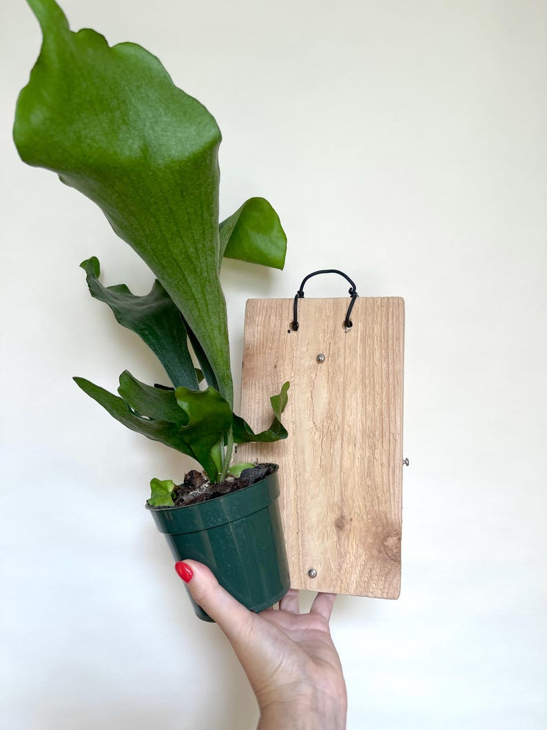 Staghorn Fern Mounting Kits