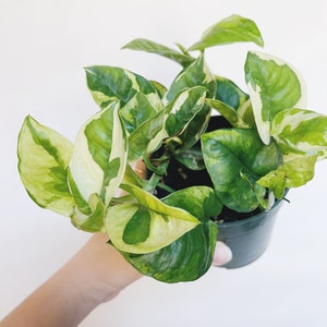 Lizard Queen Pothos Epipremnum 4" Pot Variegated Plant - Etsy