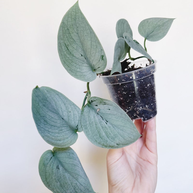 Scindapsus - Etsy