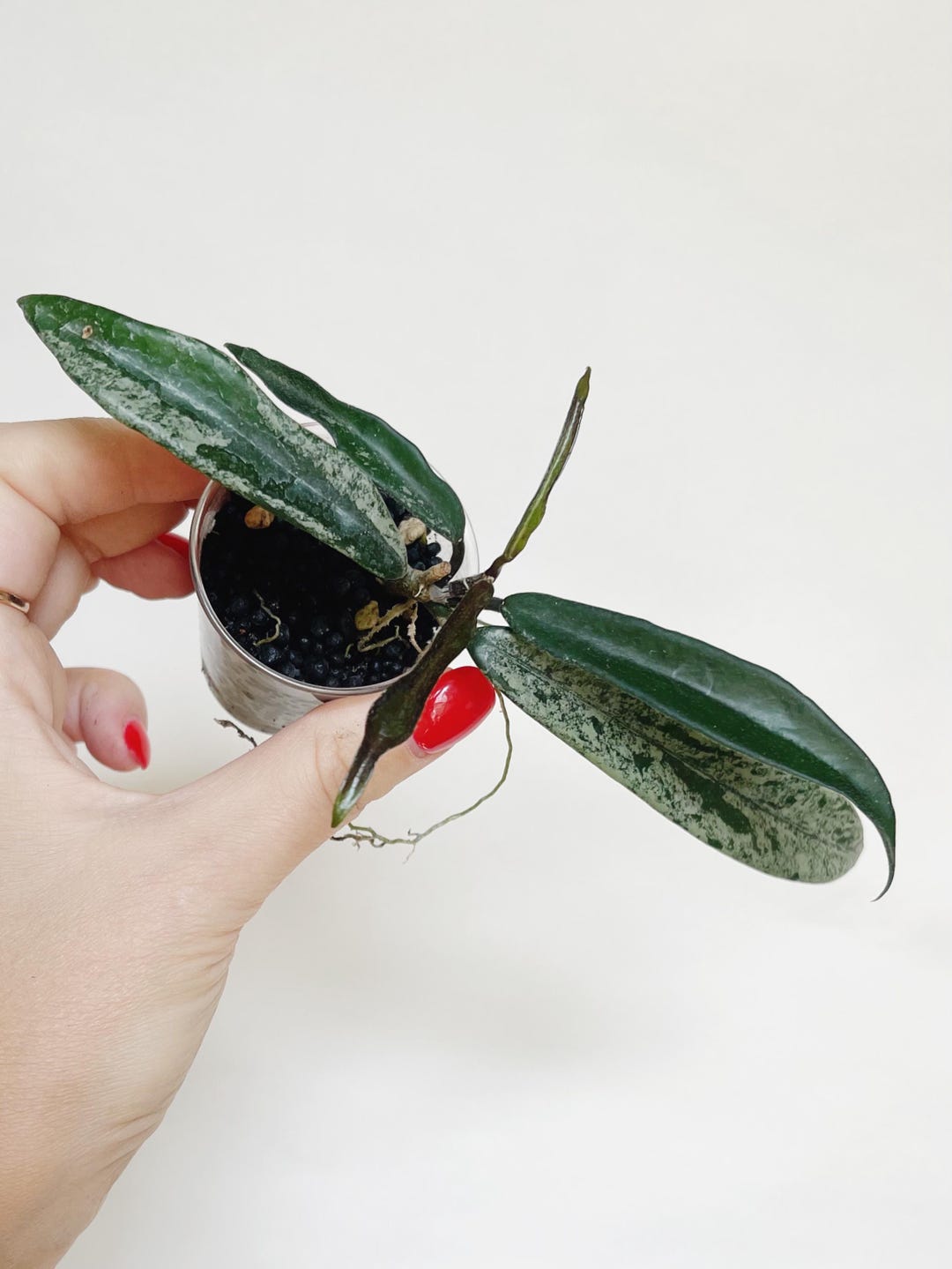 Hoya Minibelle Splash Starter Rare Plant - Etsy