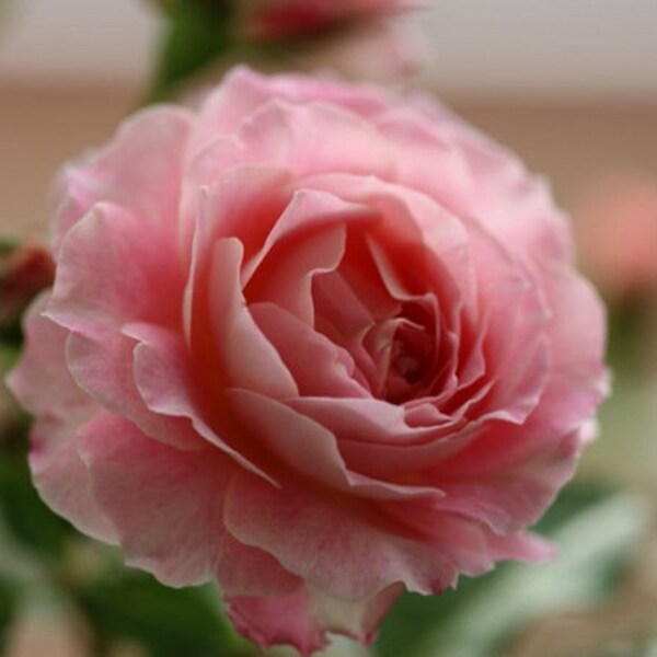 RoseFlowerWorld - Etsy