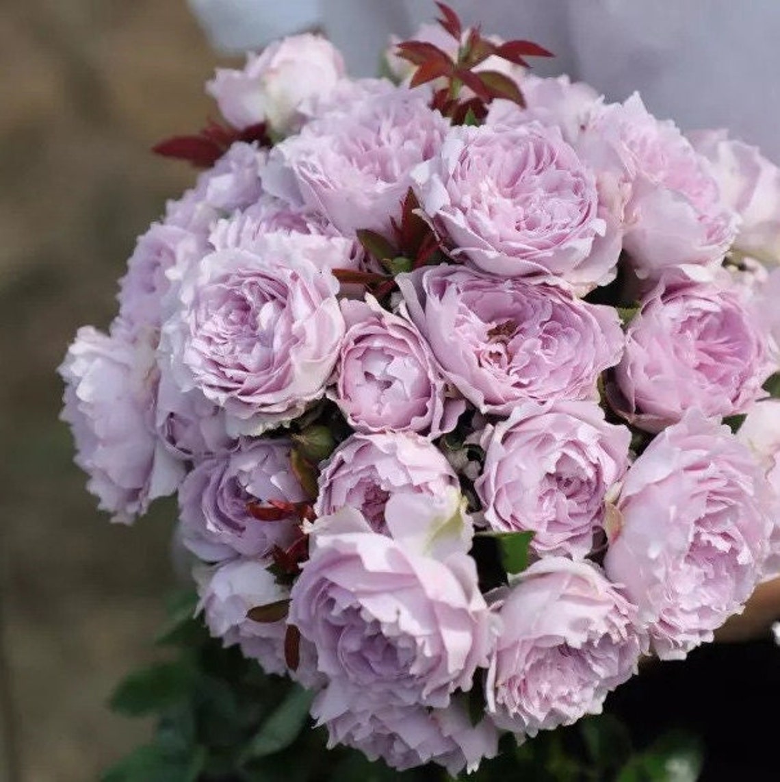 Kong Meng-lilac Rose-live Plant Rose - Etsy