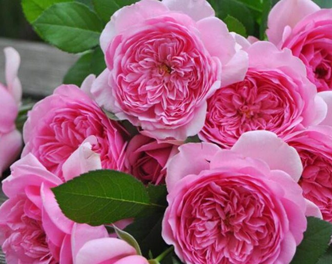 Rose Pompadour - France - Etsy